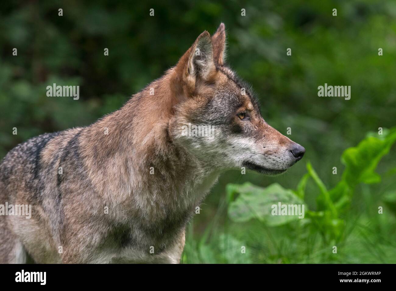 Close-up of European gray wolf / wild grey wolf (Canis lupus) hunting ...