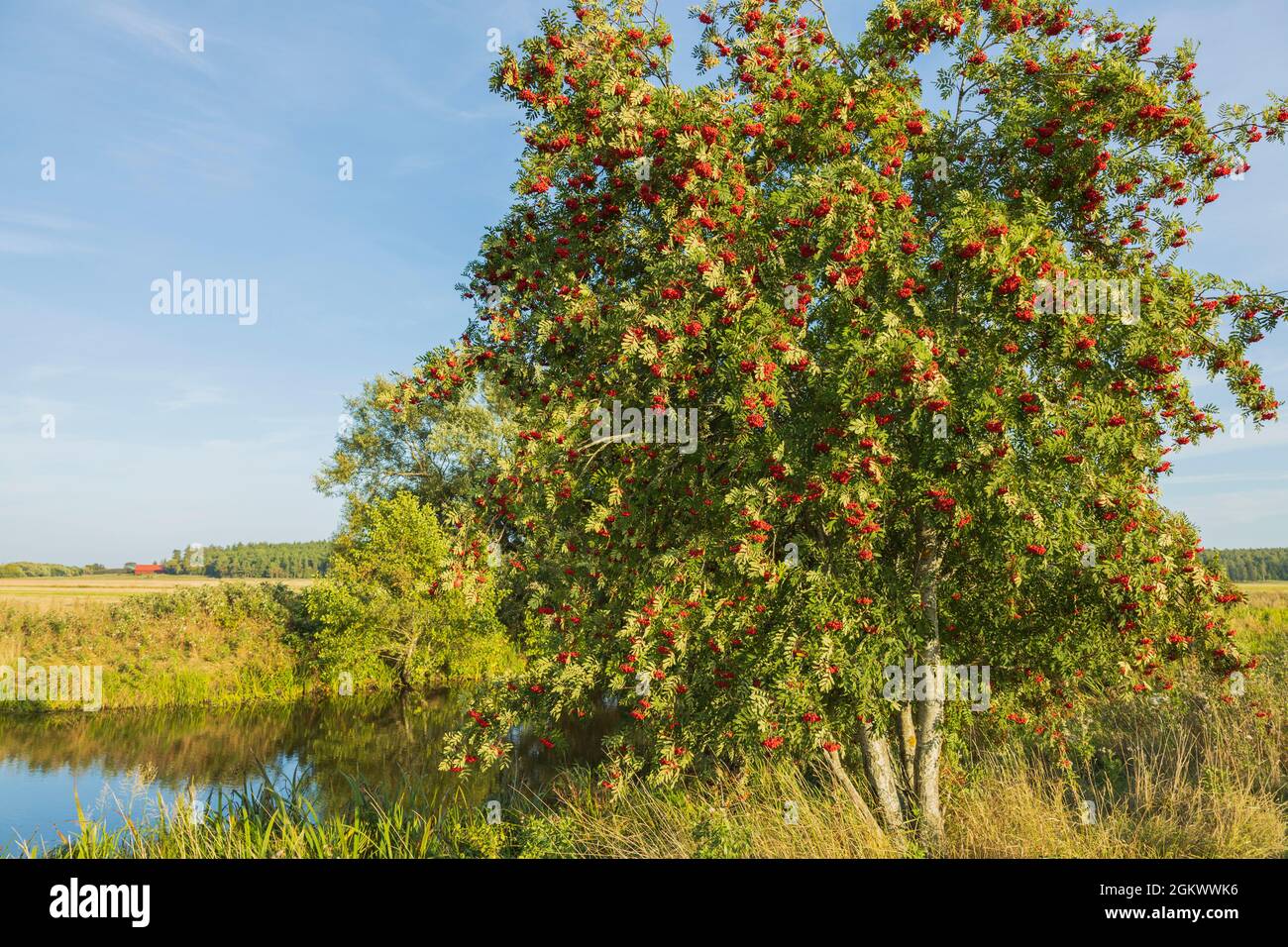 Rowan leaves tall trees hi-res stock photography and images - Alamy