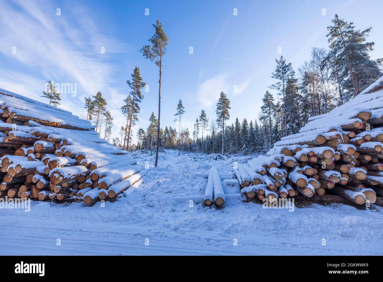 Beautiful winter view of snowy wood logs on rare pine trees and pale ...