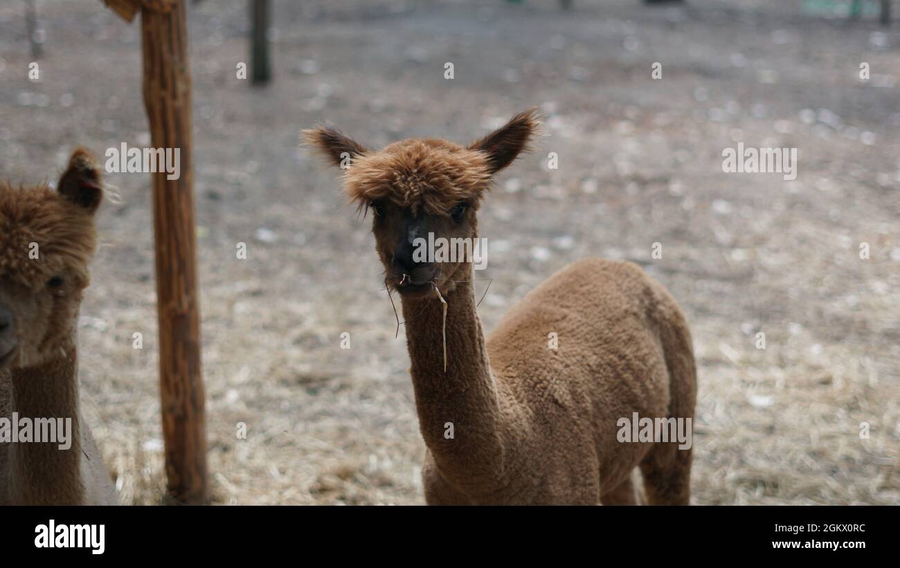 Shaved cute llama at the farm Stock Photo - Alamy