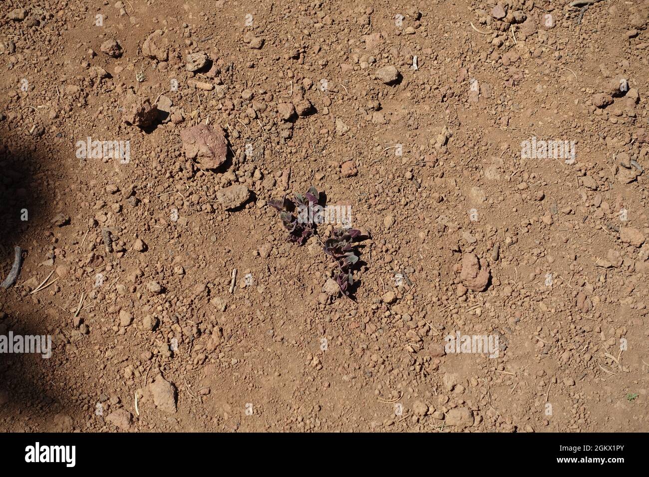 The dried arid lands of the South West offer a glimpse into natures ...