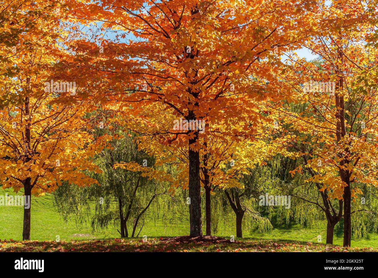 Bright coloured foliage of a public park in Toronto during the fall ...