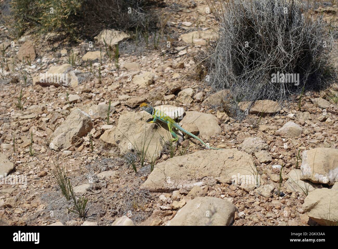 The dried arid lands of the South West offer a glimpse into natures ...
