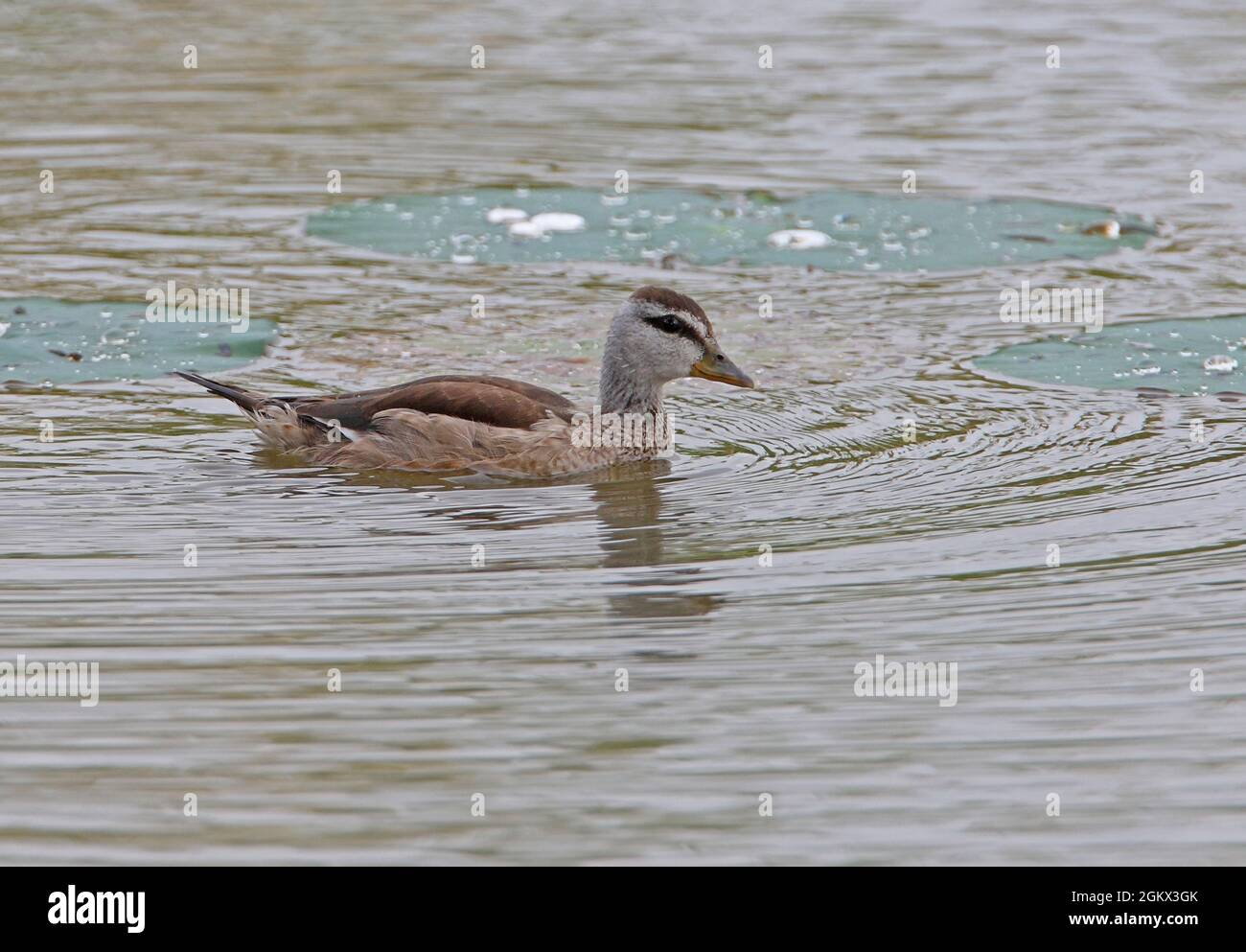 Cotton Pygmy-doose (Nettapus coromandelianus coromandelianus) juvenile ...