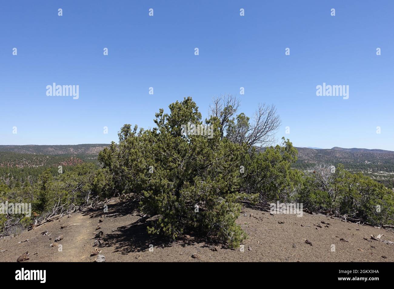 The dried arid lands of the South West offer a glimpse into natures ...