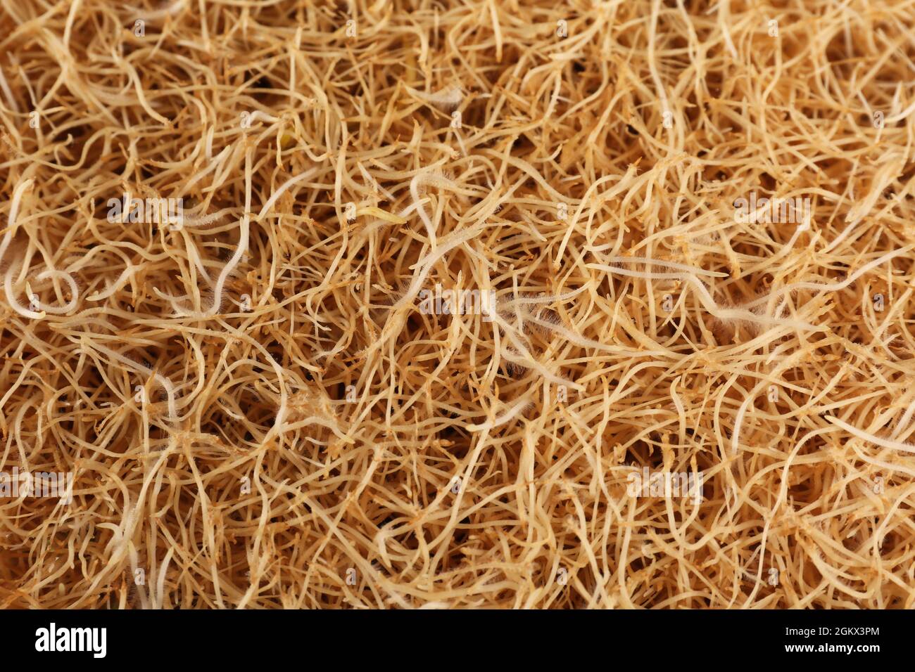 Roots of wheat grass as background Stock Photo - Alamy