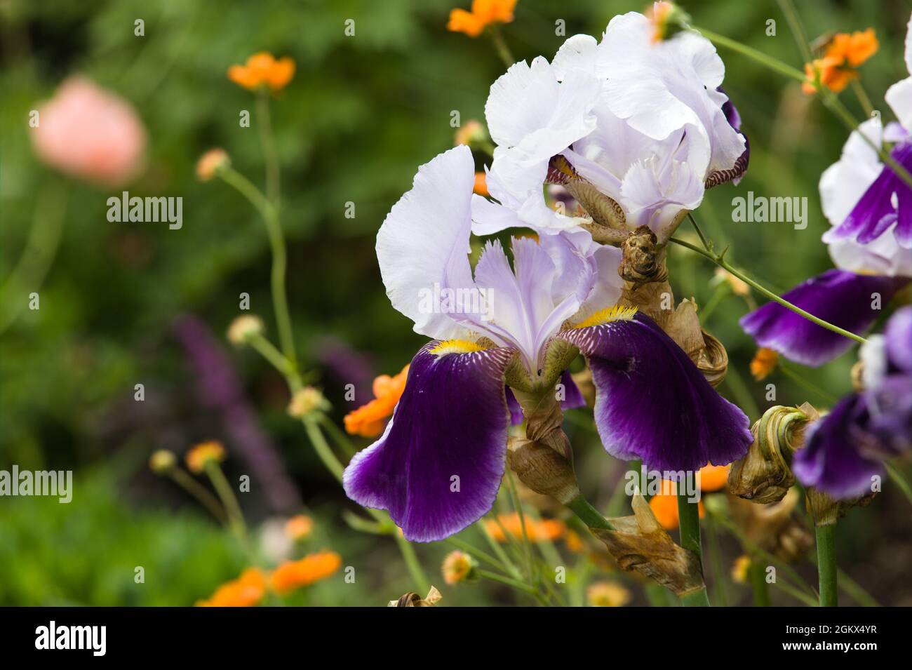 Iris emma louise hi-res stock photography and images - Alamy