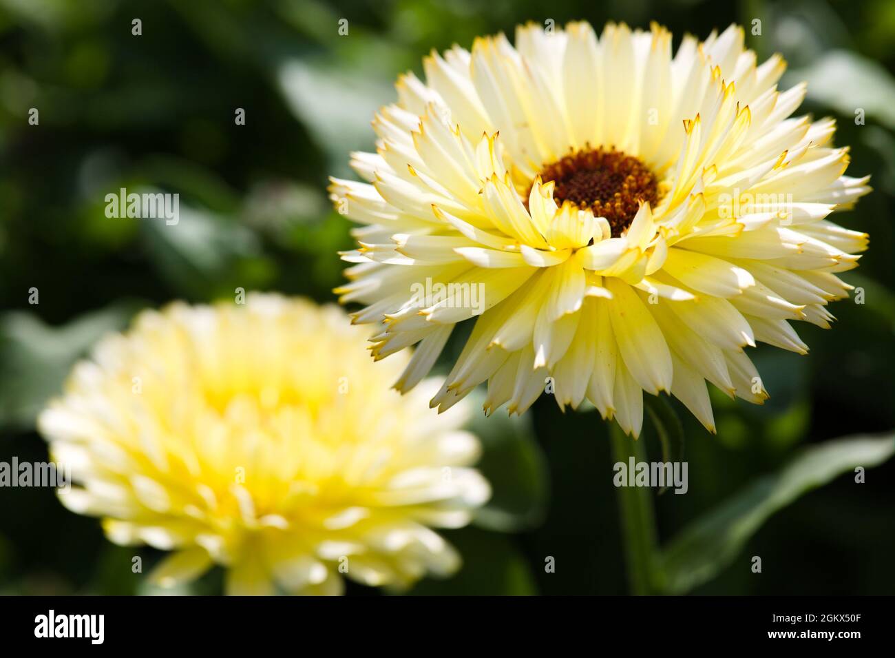 Calendula hybrid hi-res stock photography and images - Alamy