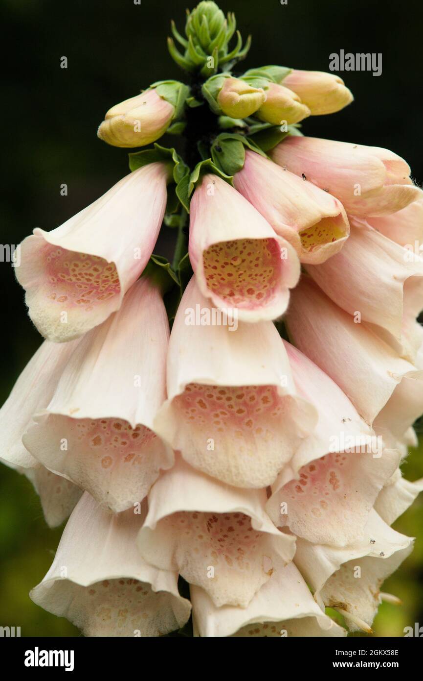 Digitalis ' Pink Gin' Foxglove Stock Photo - Alamy