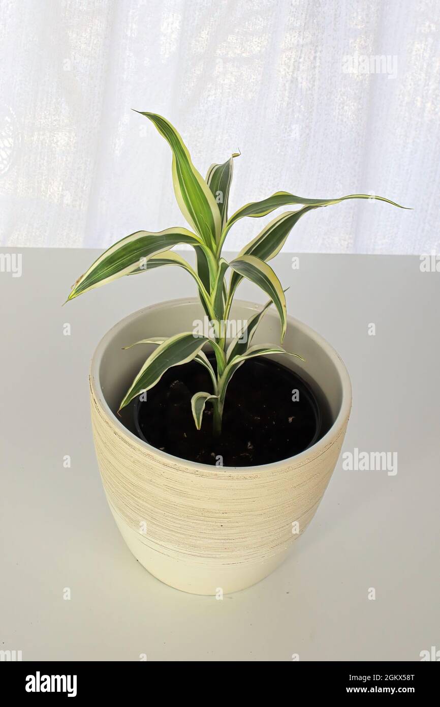 Ribbon plant hi-res stock photography and images - Alamy