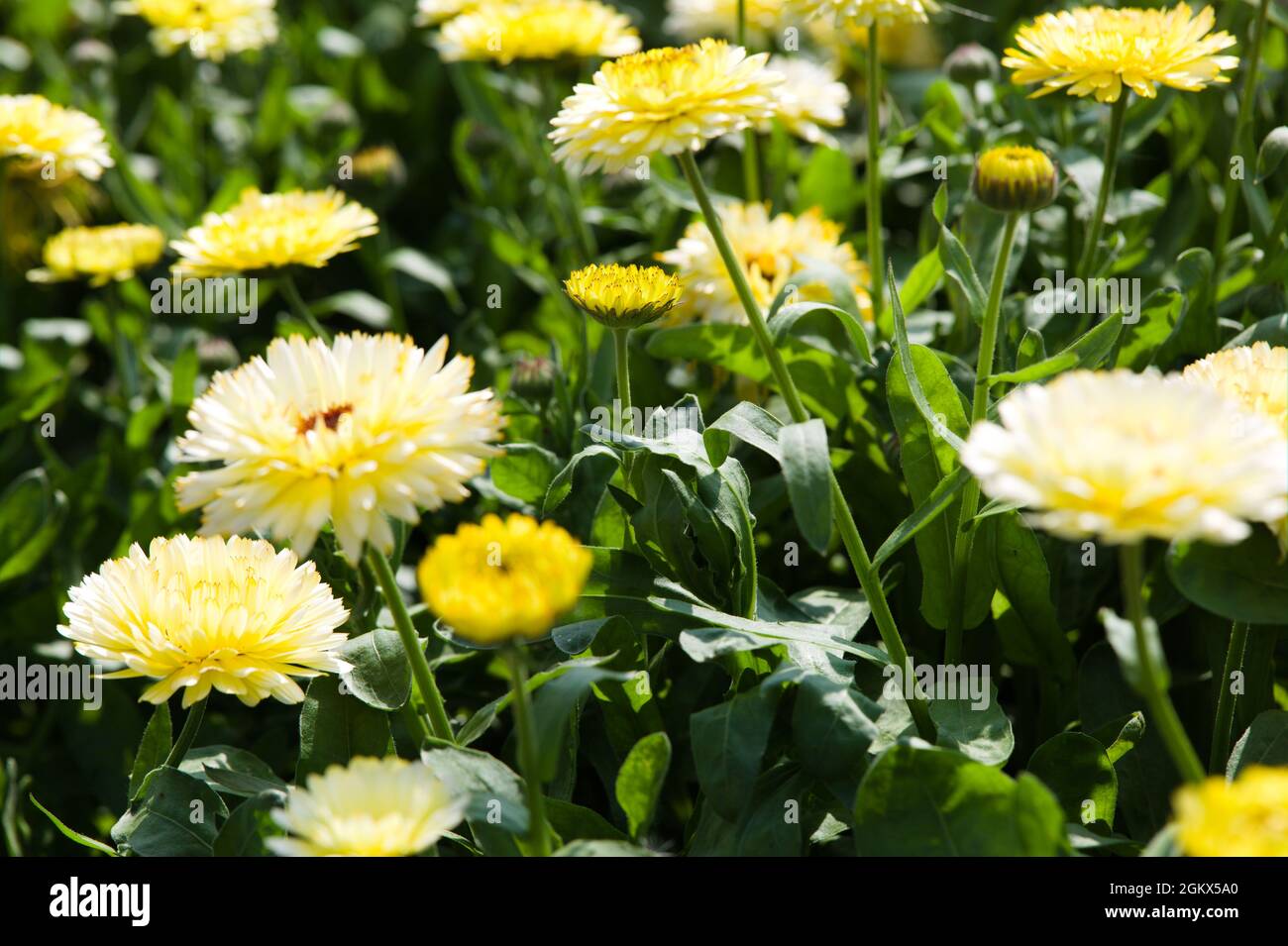 Calendula hybrid hi-res stock photography and images - Alamy