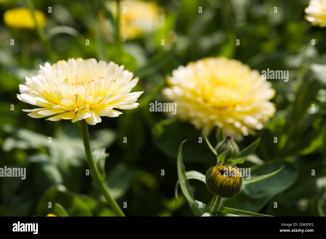 Calendula hybrid hi-res stock photography and images - Alamy