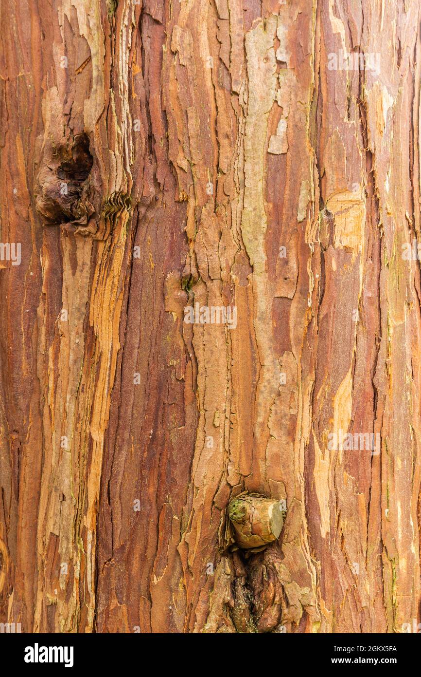Close up of the bark of the Frankincense cedar, Calocedrus decurrens ...