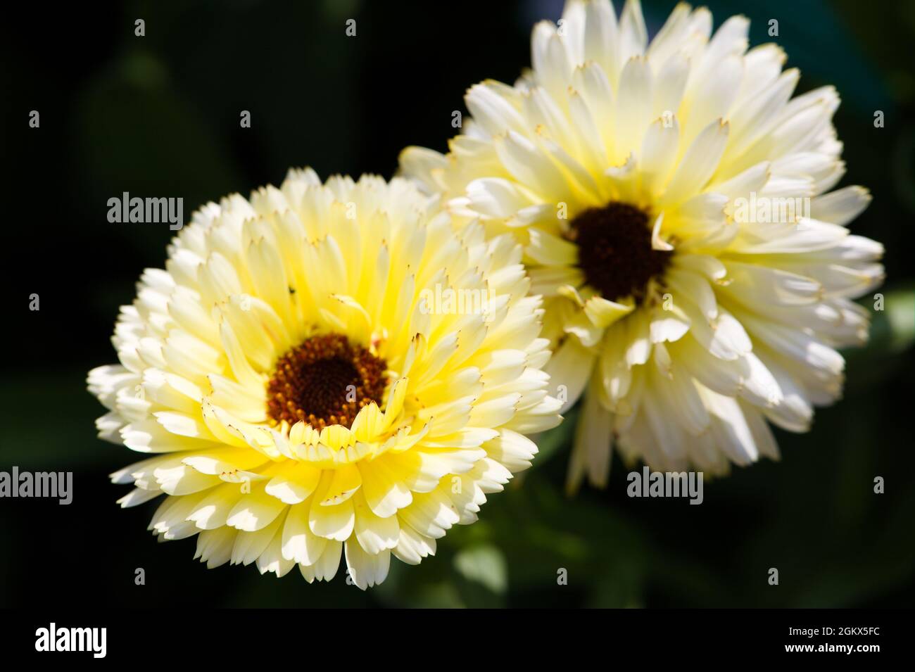 Calendula hybrid hi-res stock photography and images - Alamy