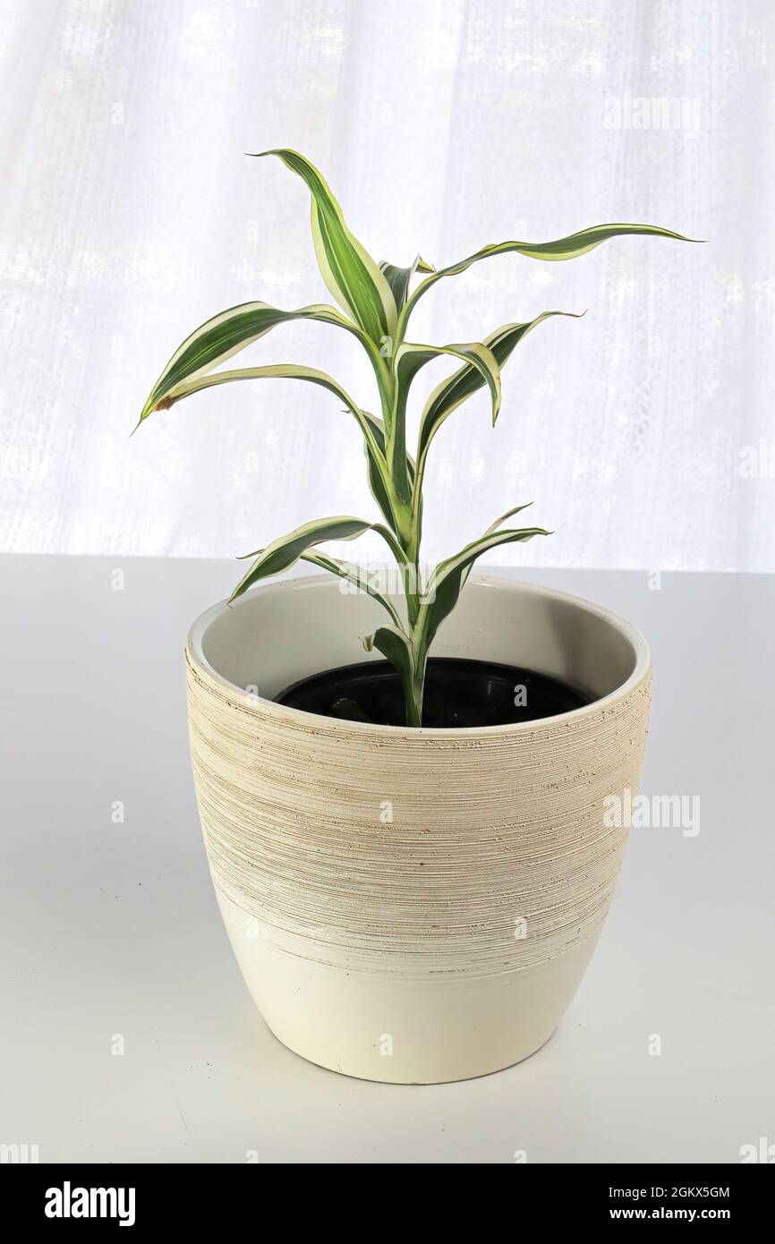 Ribbon plant hi-res stock photography and images - Alamy