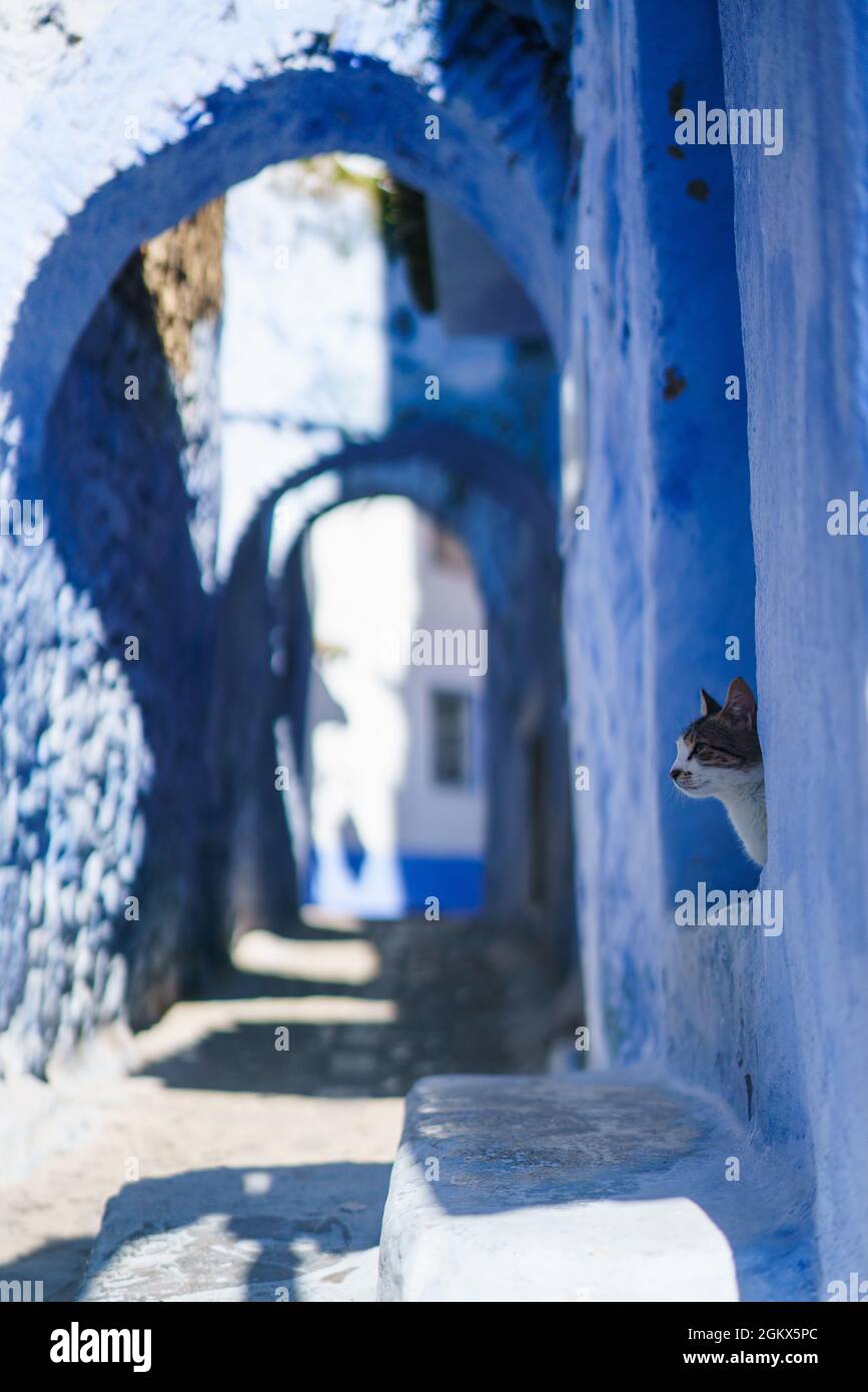 Street scene in the Chefchaouen, Morocco, Africa Stock Photo - Alamy