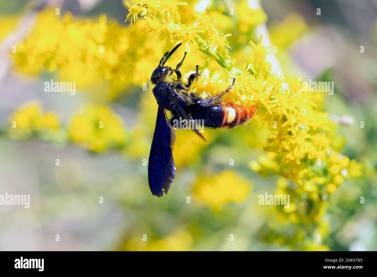 Blue-winged Wasp Scolia dubia on yellow goldenrod on sunny day Stock ...