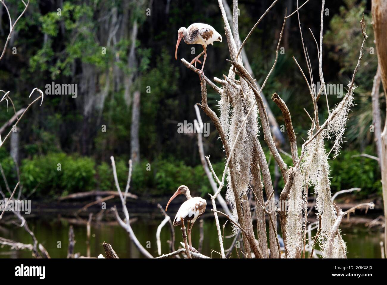 Juvenile white ibis in rookery trees Stock Photo - Alamy