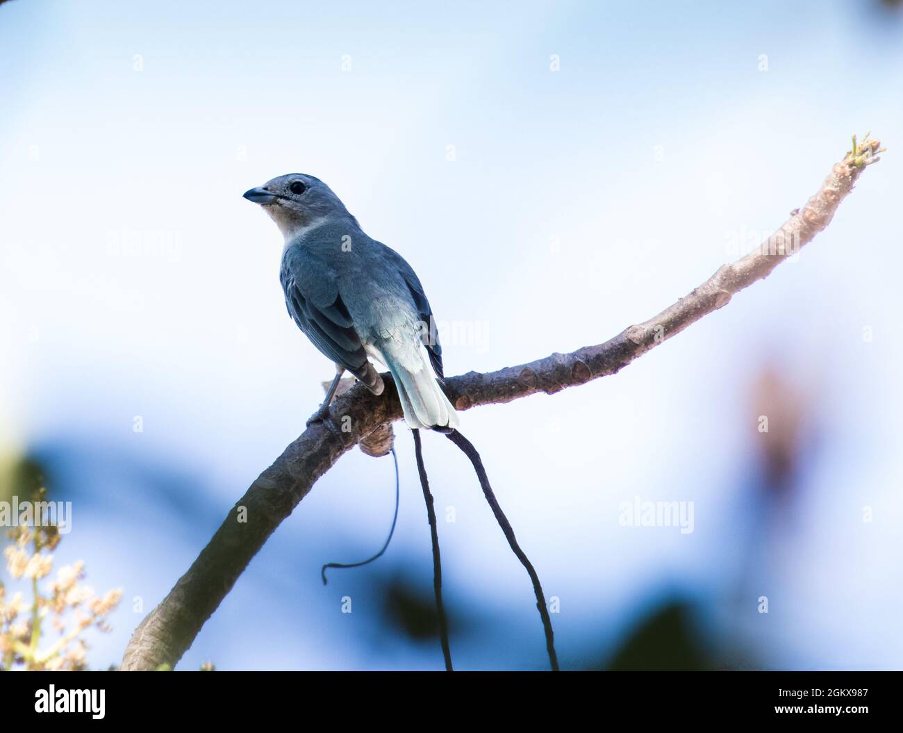 Sanhaco azul hi-res stock photography and images - Alamy