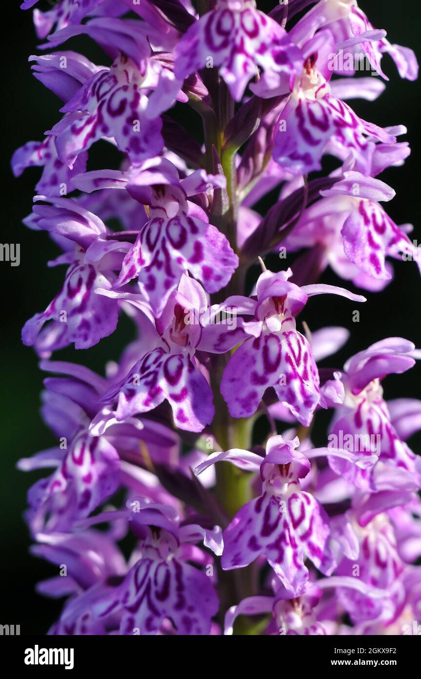 common spotted orchid, Fuchs’ Knabenkraut, Dactylorhiza fuchsii, erdei ...