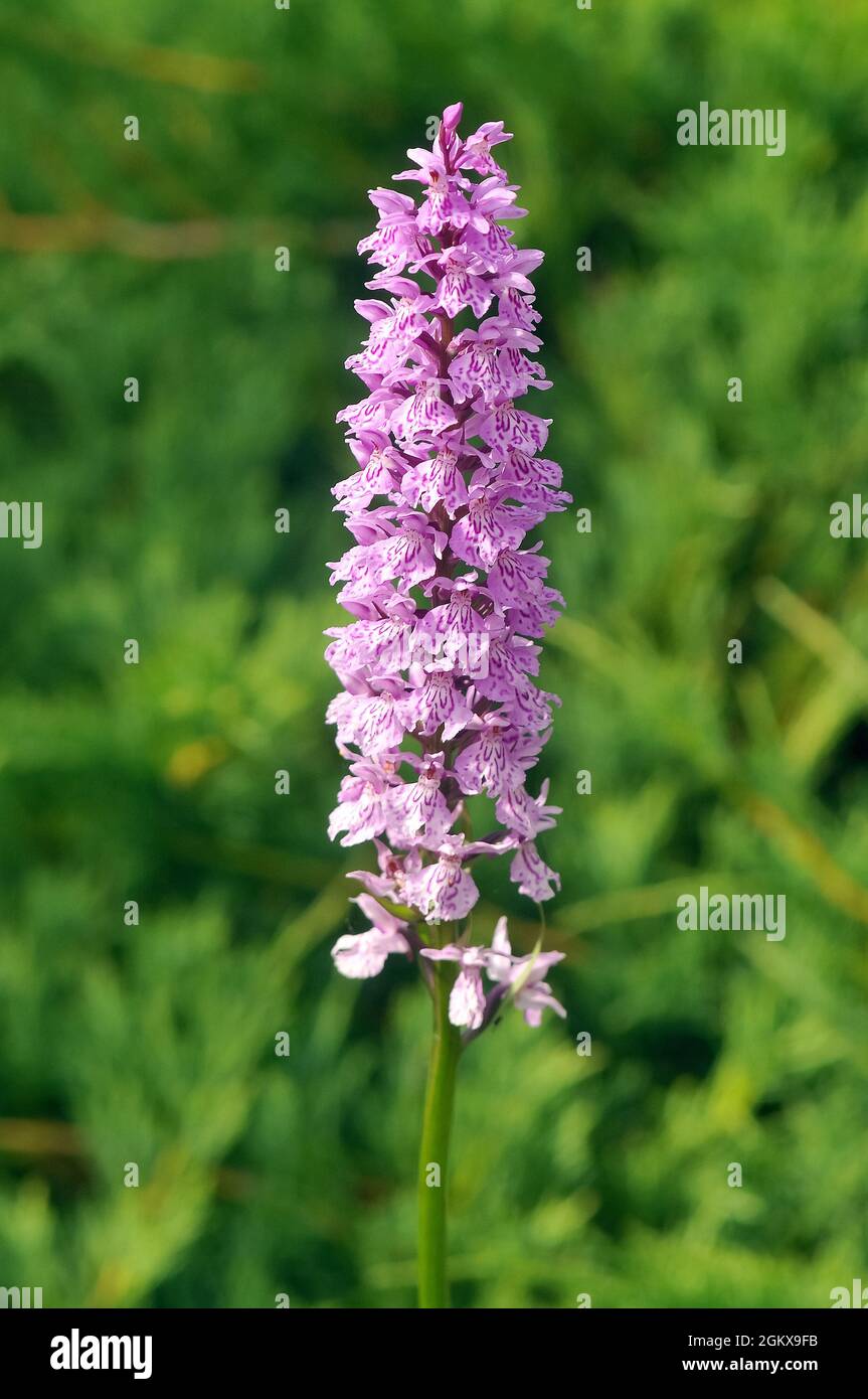 common spotted orchid, Fuchs’ Knabenkraut, Dactylorhiza fuchsii, erdei ...