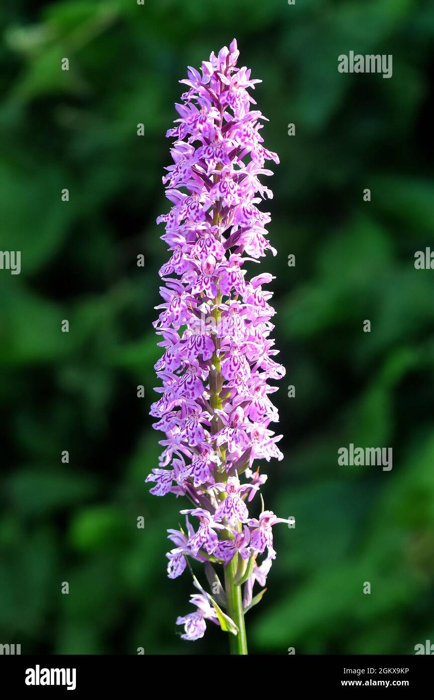 common spotted orchid, Fuchs’ Knabenkraut, Dactylorhiza fuchsii, erdei ...