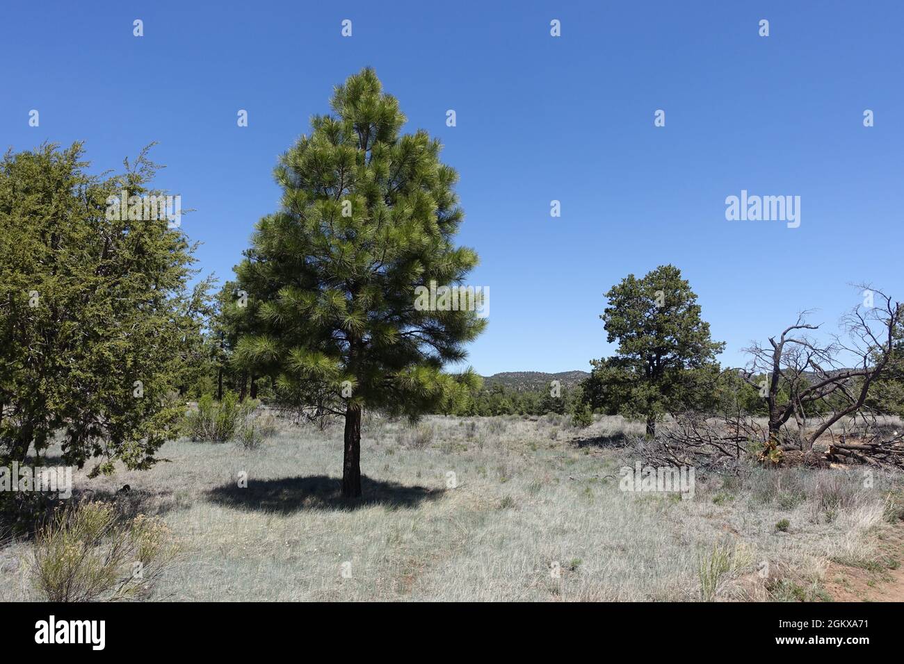 The dried arid lands of the South West offer a glimpse into natures ...