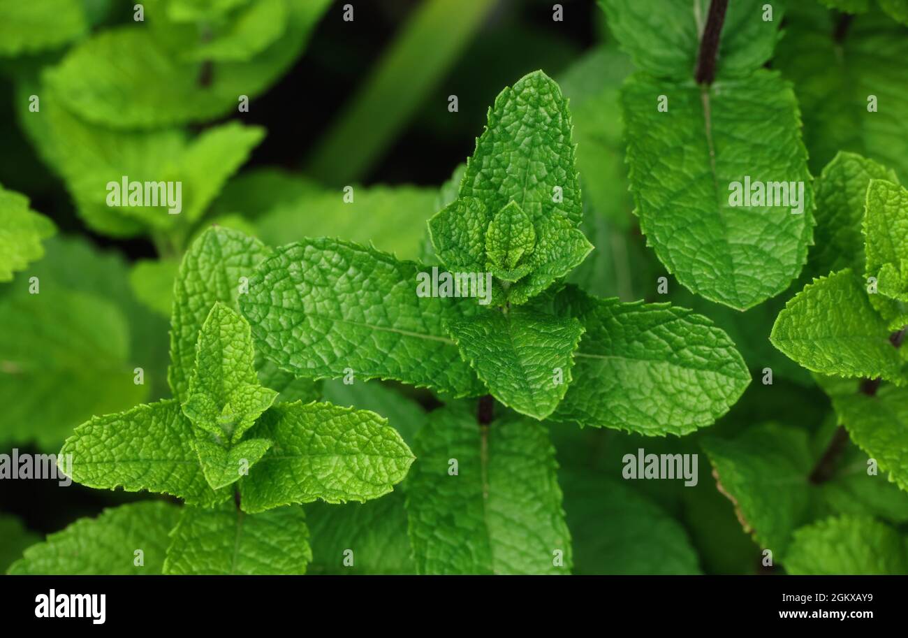 Close up fresh green mint leaves growing on herb garden bed in open ...