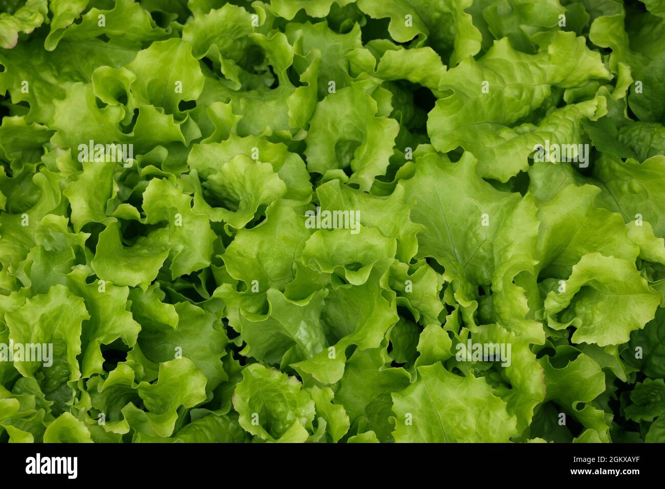 Close up sprouts of fresh spring green lettuce leaves growing on ...