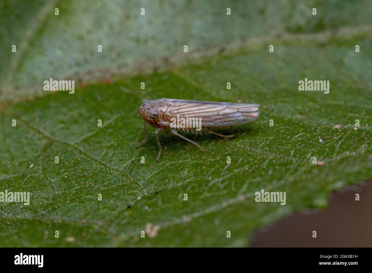Adult Typical Leafhopper of the Family Cicadellidae Stock Photo - Alamy