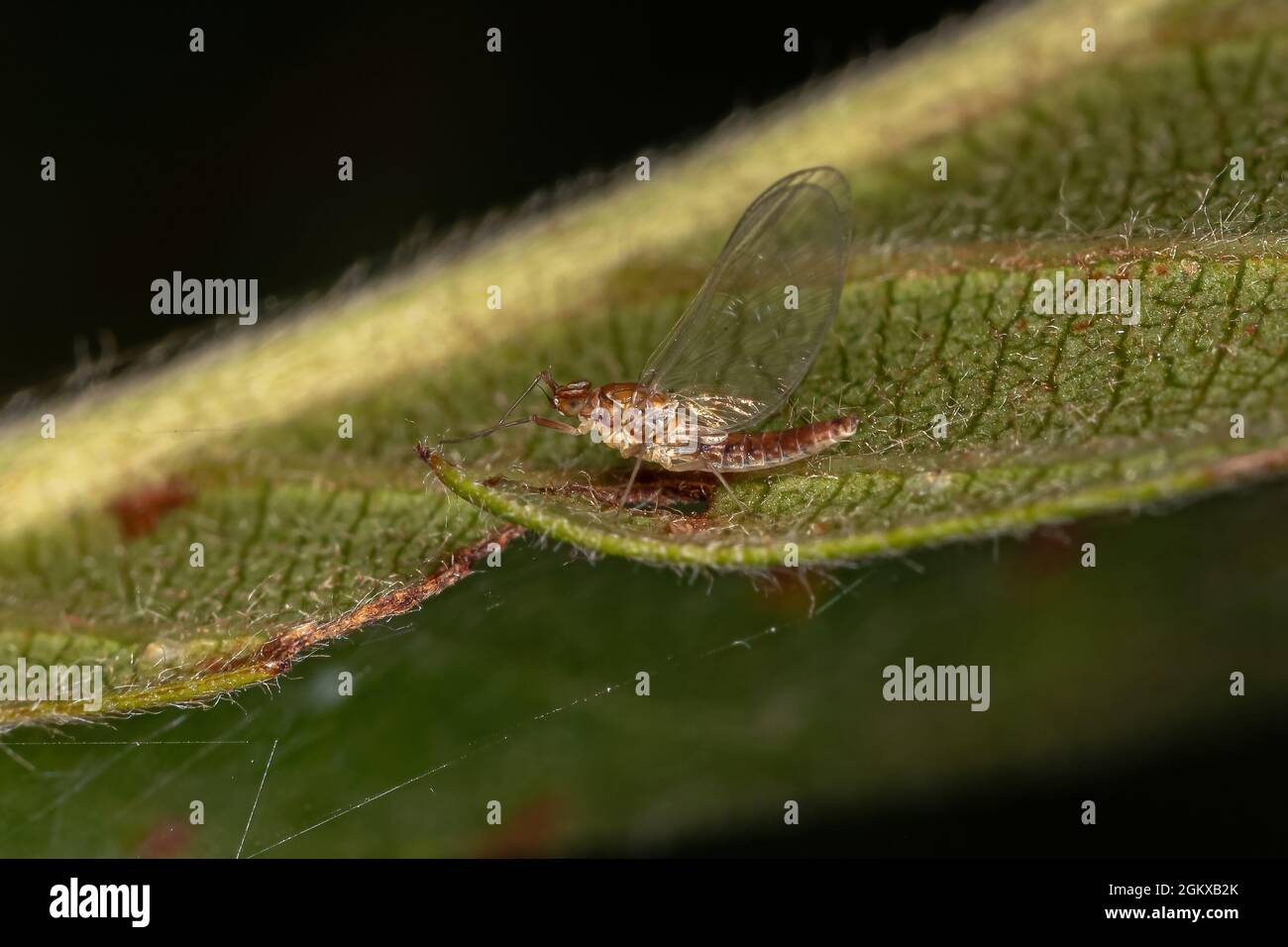 Adult Female Small Mayfly of the Family Baetidae Stock Photo - Alamy