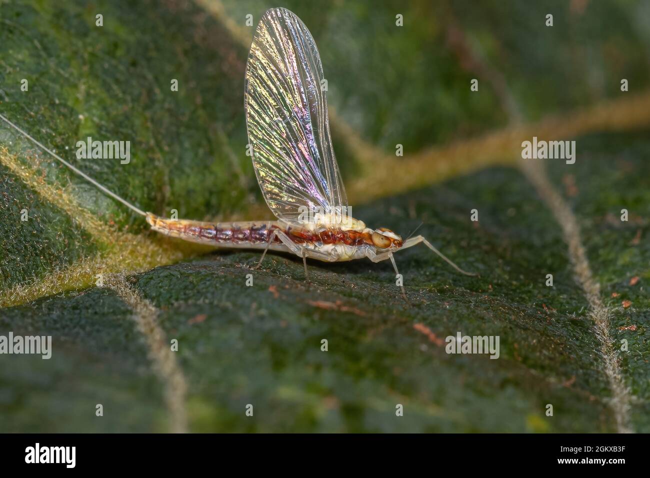 Adult Female Small Mayfly of the Family Baetidae Stock Photo - Alamy