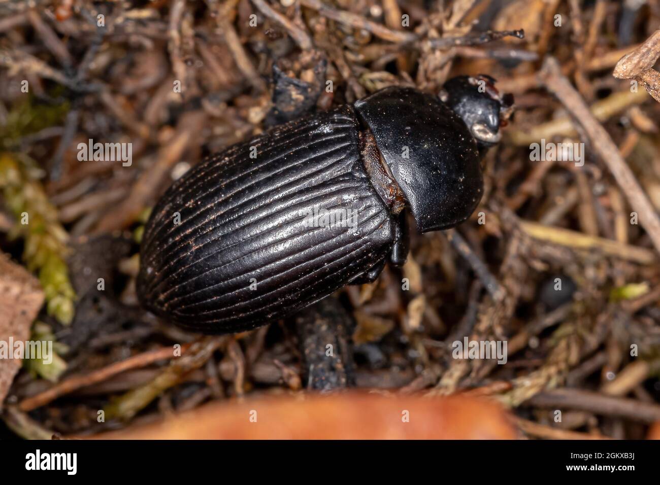 Dead Adult Darkling Beetle of the Family Tenebrionidae Stock Photo - Alamy