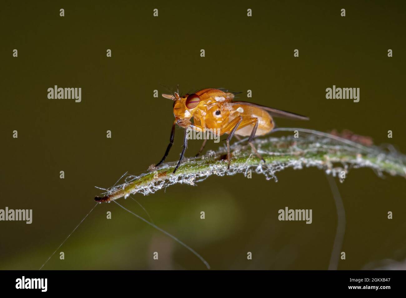 Adult Acalyptrate Fly of the Zoosubsection Acalyptratae Stock Photo - Alamy