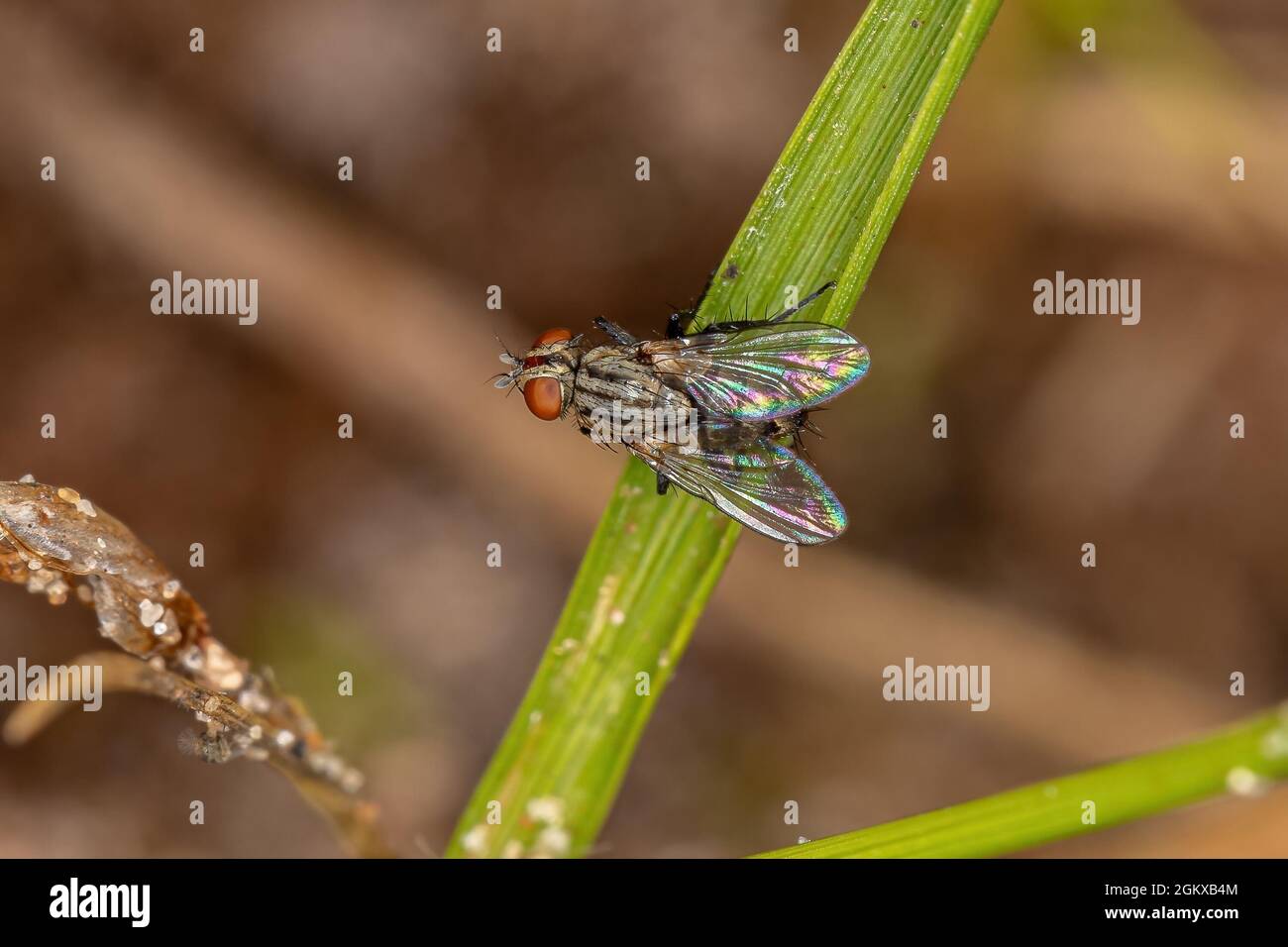 Adult Flesh Fly of the Family Sarcophagidae Stock Photo - Alamy