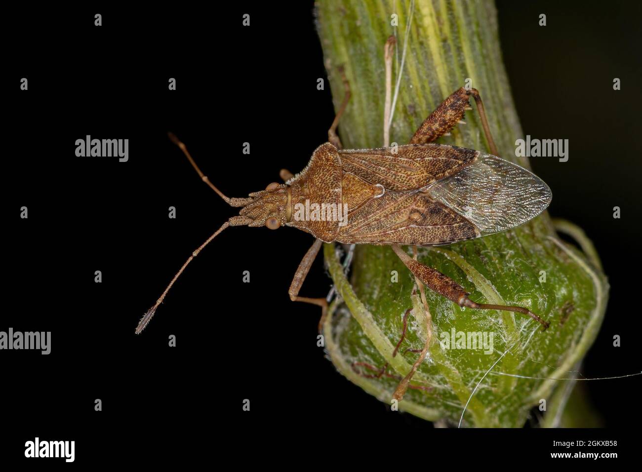 Adult Scentless Plant Bug of the Genus Harmostes Stock Photo - Alamy