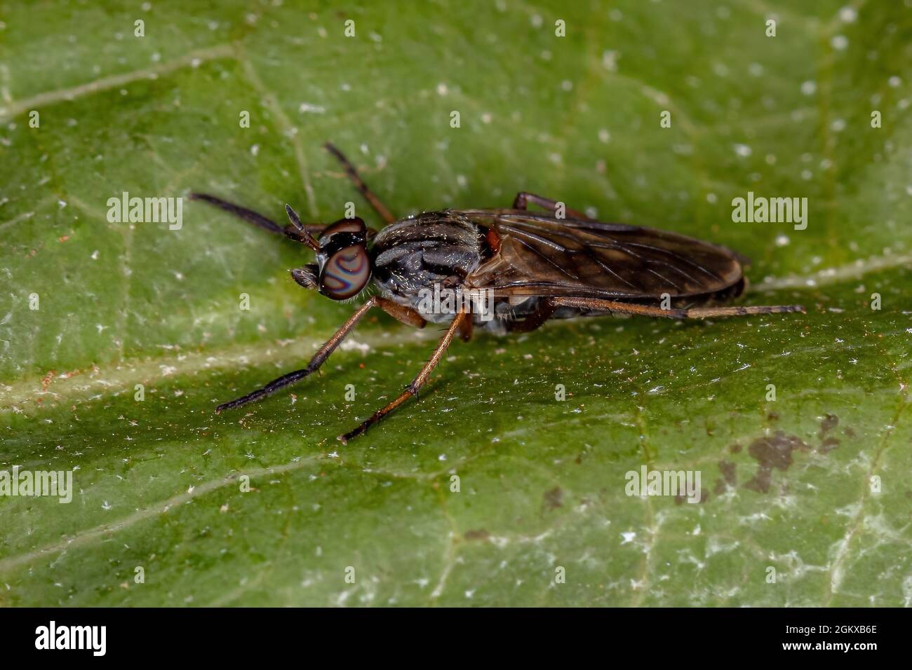 Adult Stiletto Fly of the Family Therevidae Stock Photo - Alamy