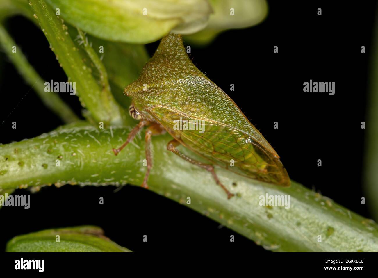 Adult treehopper hi-res stock photography and images - Alamy