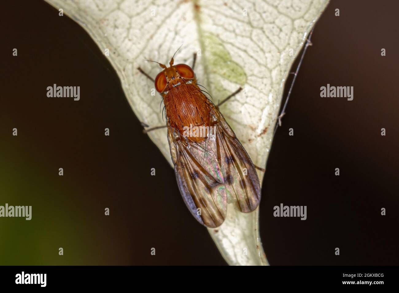 Adult Acalyptrate Fly of the Zoosubsection Acalyptratae Stock Photo - Alamy