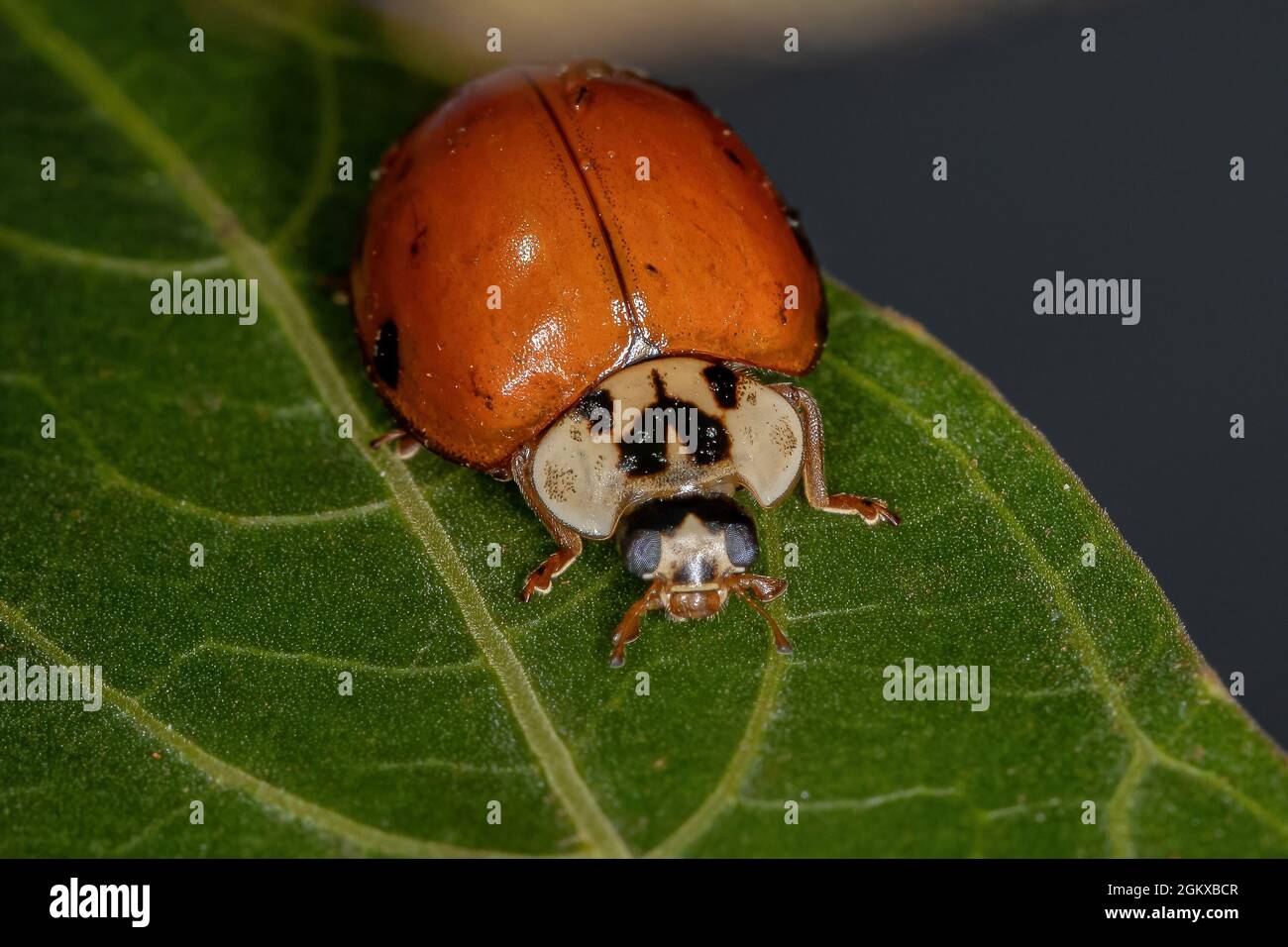 Asian lady beetles hi-res stock photography and images - Alamy