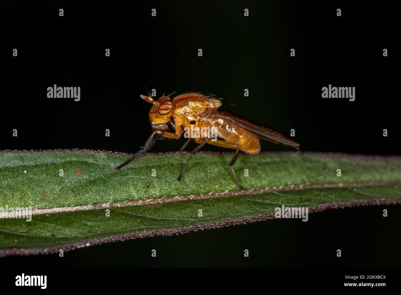 Acalyptratae diptera fly hi-res stock photography and images - Alamy
