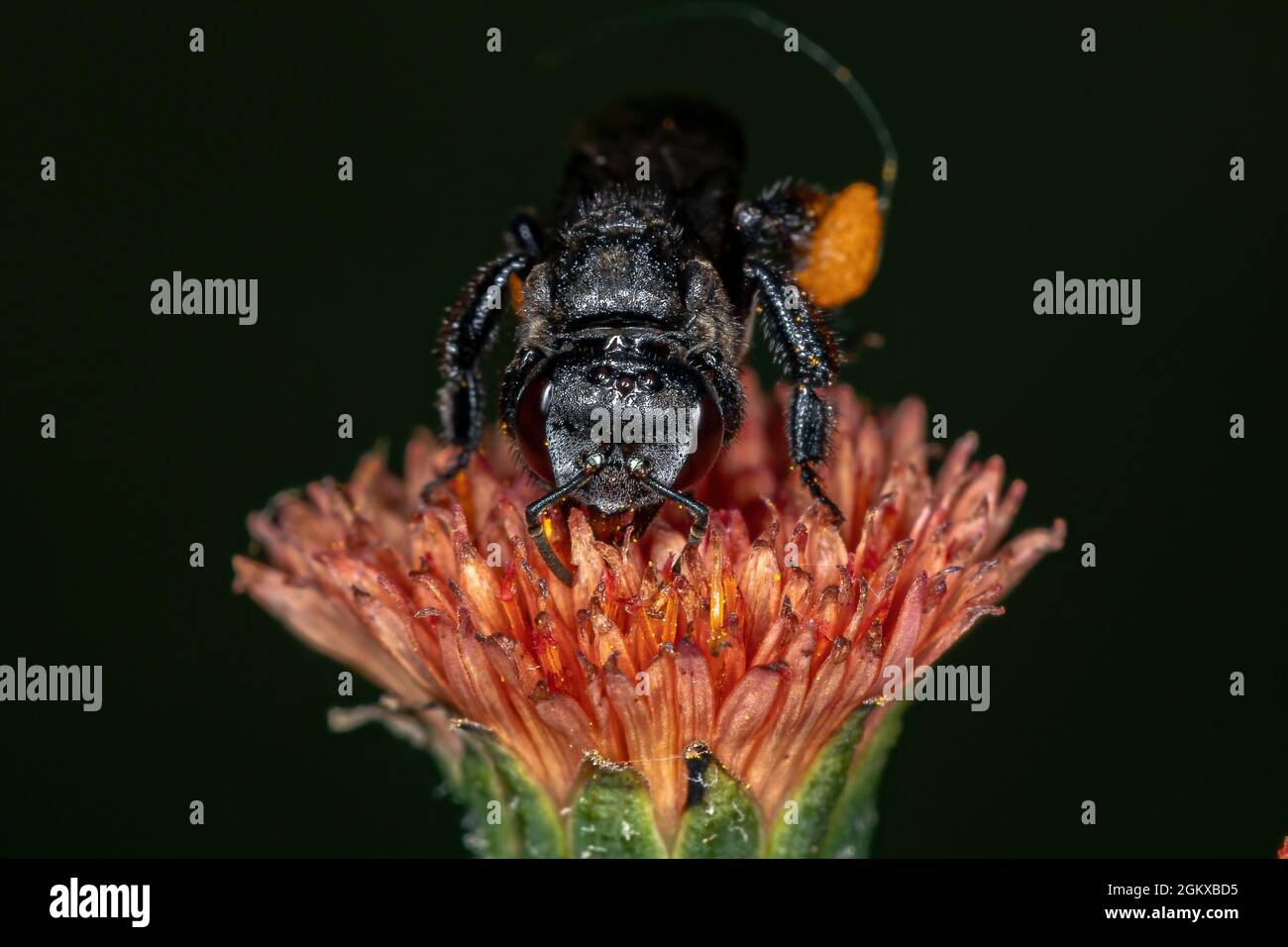 Emilia flower hi-res stock photography and images - Alamy
