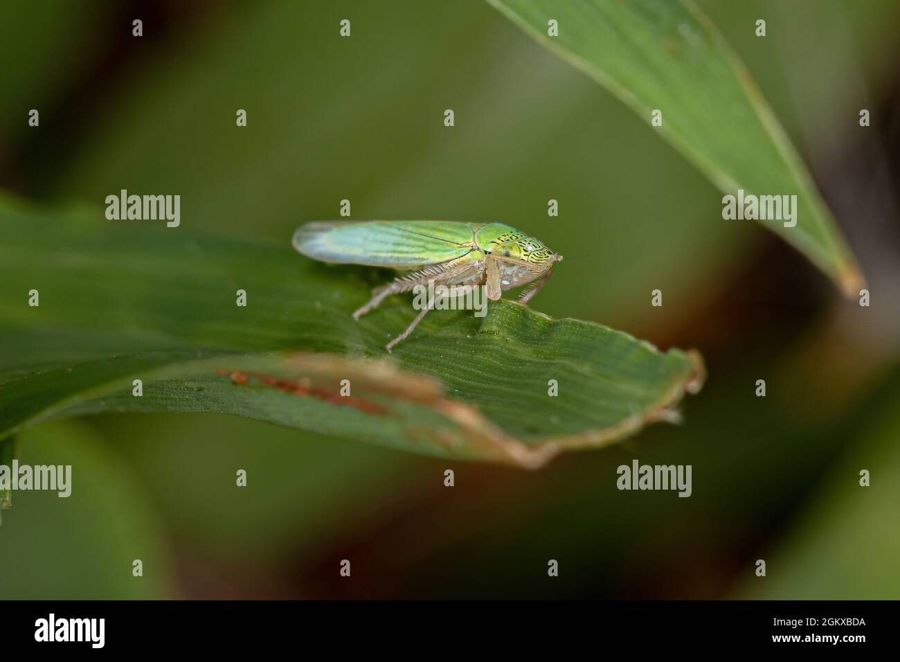 Adult Typical Leafhopper of the Family Cicadellidae Stock Photo - Alamy