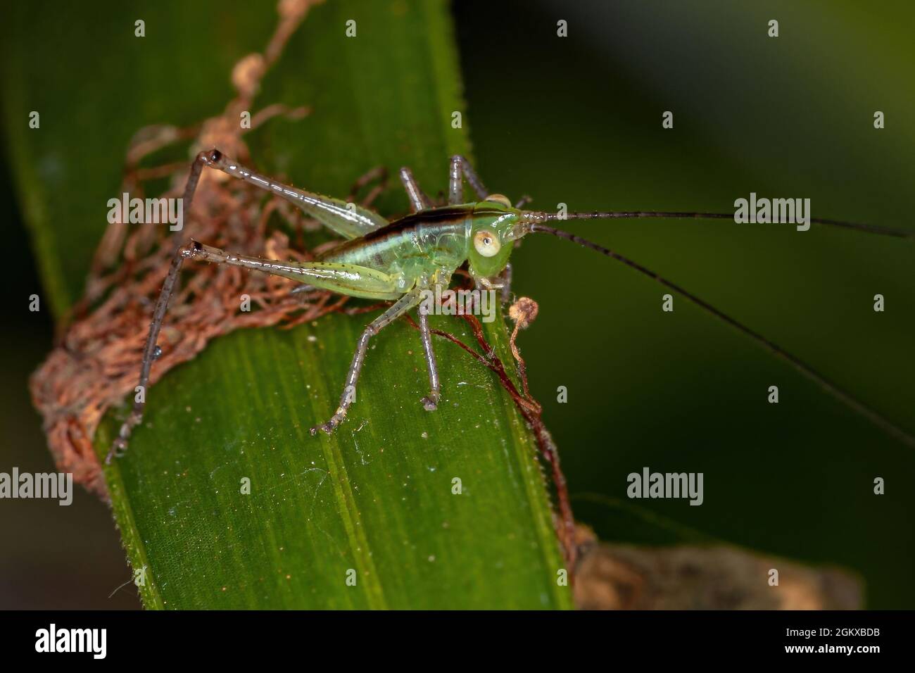 Lesser Meadow Katydid Nymph of the Genus Conocephalus Stock Photo - Alamy