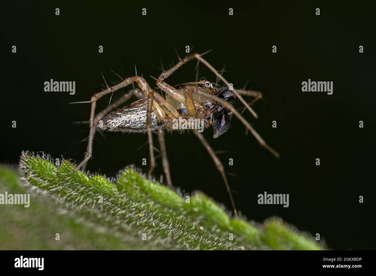 Lynx spider oxyopidae male hi-res stock photography and images - Alamy