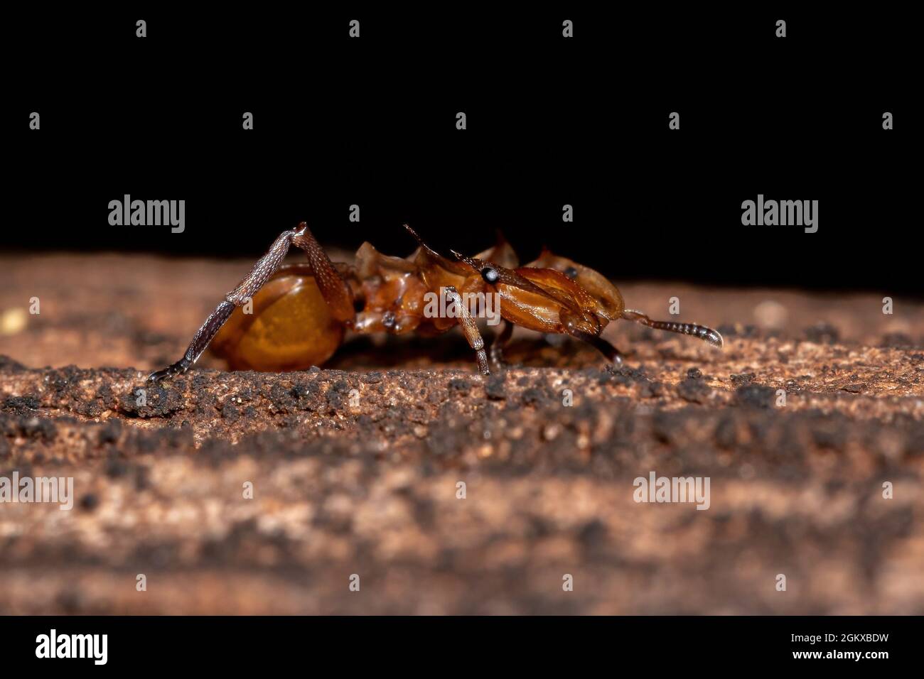 Adult Yellow Turtle Ant of the Genus Cephalotes Stock Photo - Alamy
