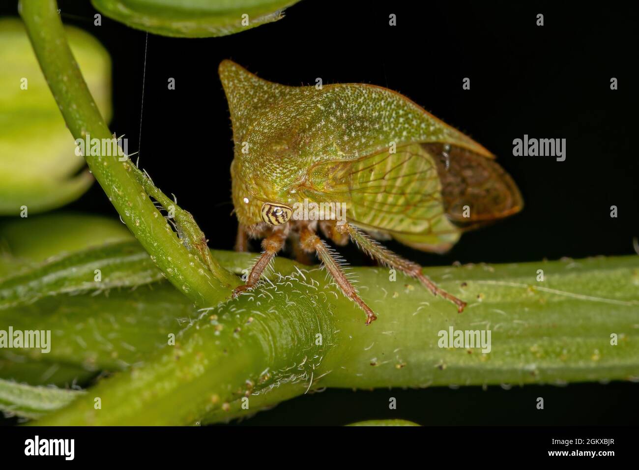 Adult Buffalo Treehopper of the Tribe Ceresini Stock Photo - Alamy