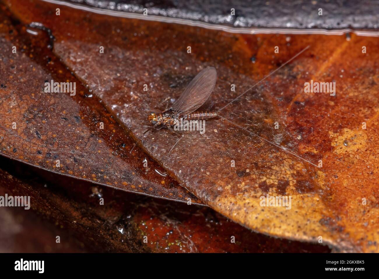 Adult Female Small Mayfly of the Family Baetidae Stock Photo - Alamy