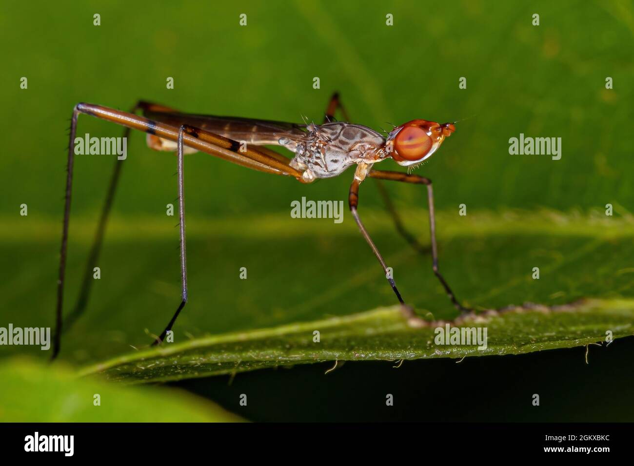 Adult Stilt-legged Fly of the Genus Micropeza Stock Photo - Alamy