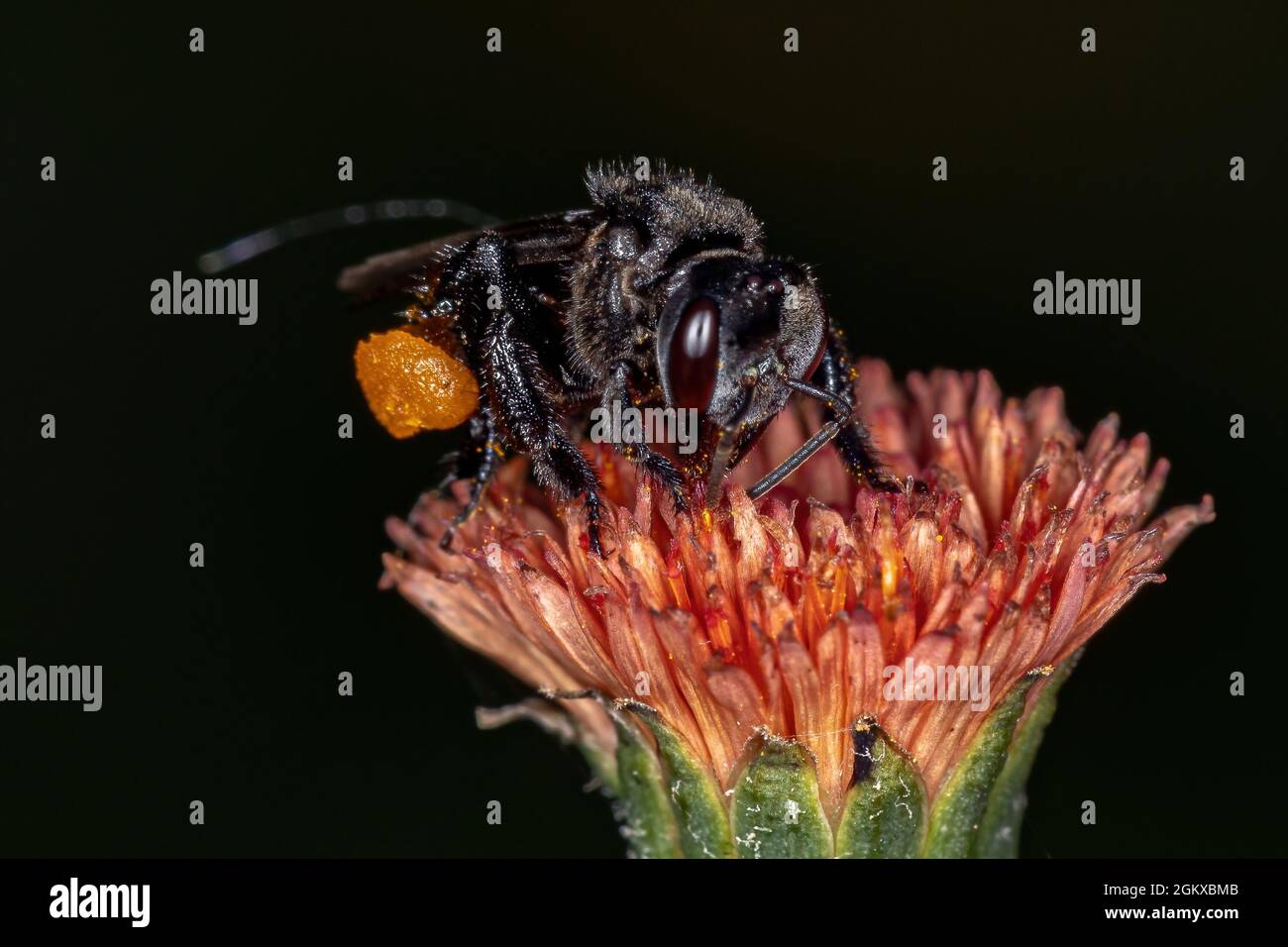 Emilia flower hi-res stock photography and images - Alamy